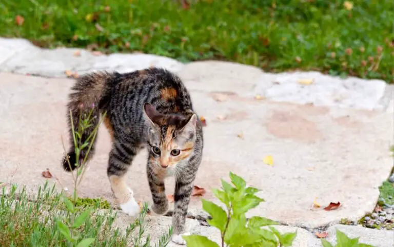 Why Do Cats Arch Their Back And Walk Sideways? 11 Reasons