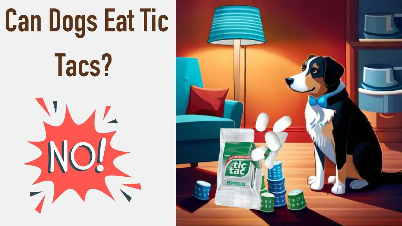 Can Dogs Eat Tic Tacs? | Risks And Safety Concerns Explained