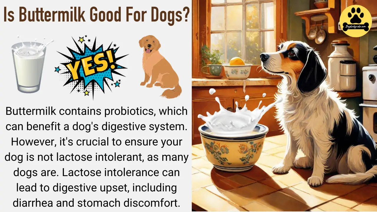 Is Buttermilk Good For Dogs? | How to Safely Introduce