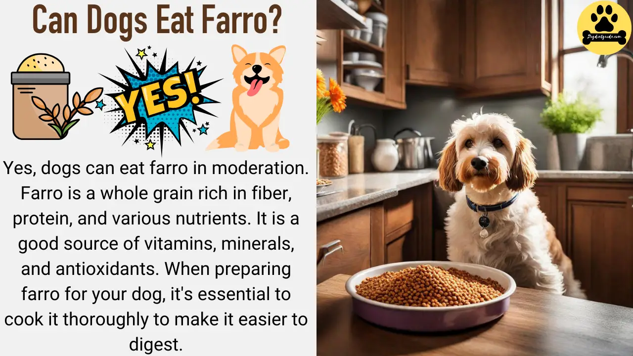 Can Dogs Eat Farro? | Benefits, Risks & Safe Feeding Tips