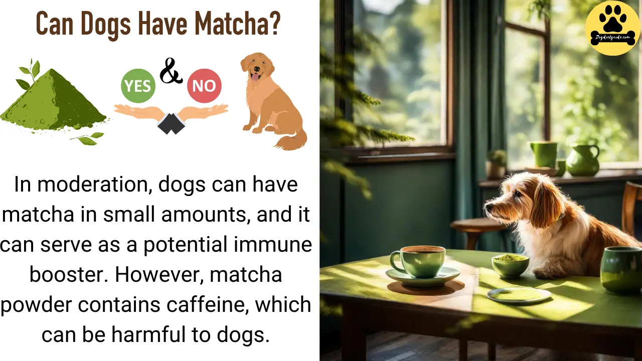 Can Dogs Have Matcha? | Exploring The Benefits And Risks.