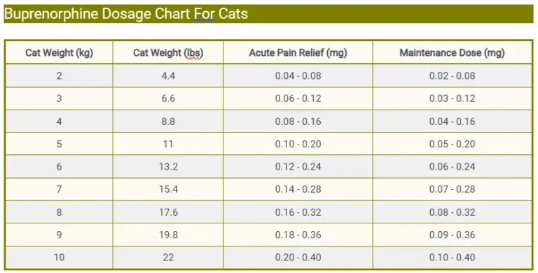 Buprenorphine Dosage For Cats: Uses, Benefits & Side Effects