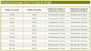 Clindamycin Dosage For Dogs: Uses, Benefits & Side Effects